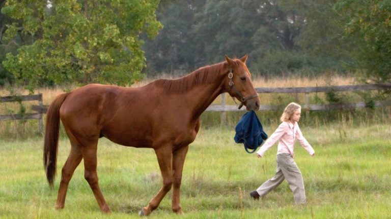 40 Beste Paardenfilms die alle Paardenliefhebbers Moeten Zien ...